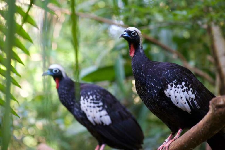 Jacutingas nascidas no Parque das Aves vão repovoar Serra da ...